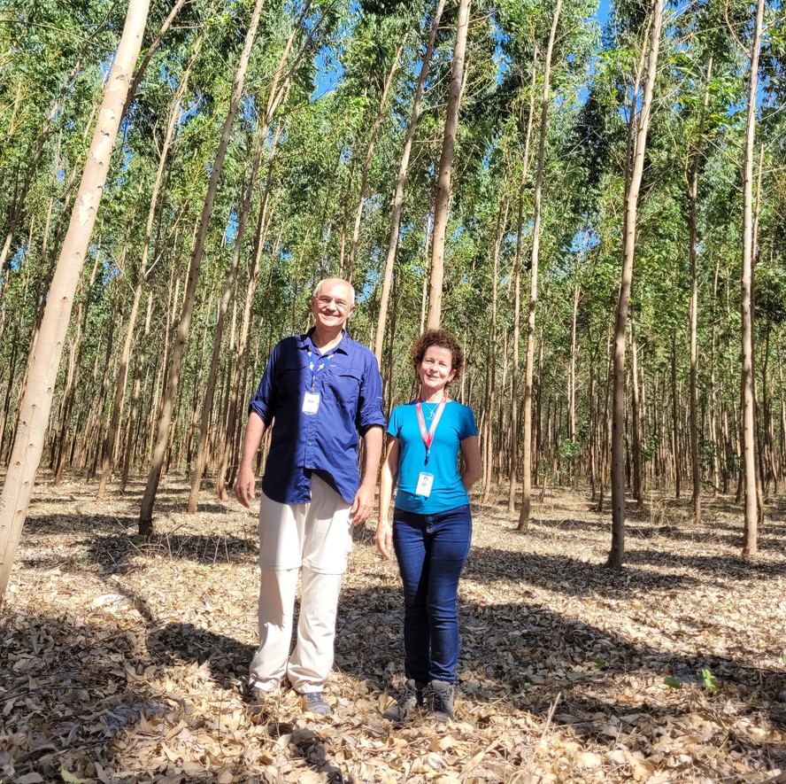 Embrapa quer expandir áreas com florestas plantadas no Nordeste