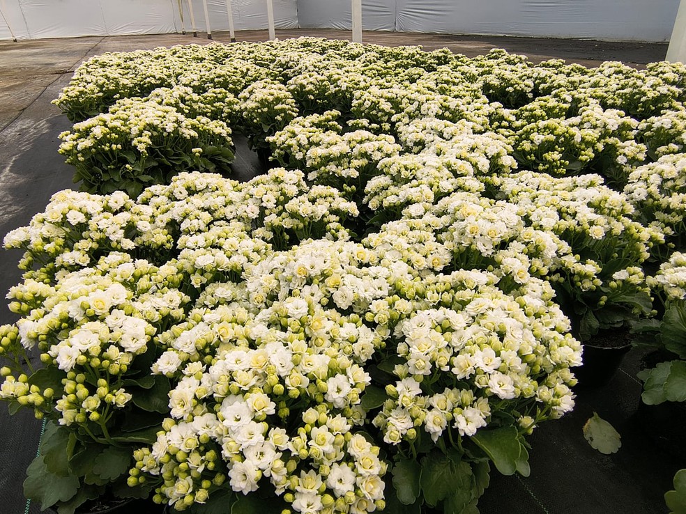 Flores para o Dia dos Pais? Floristas apostam em aumento das vendas na data