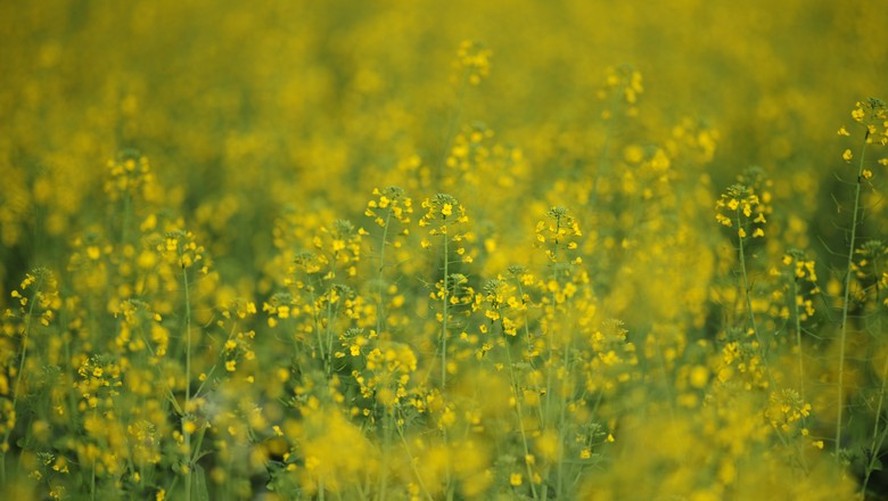 3tentos inicia processamento de canola no Rio Grande do Sul