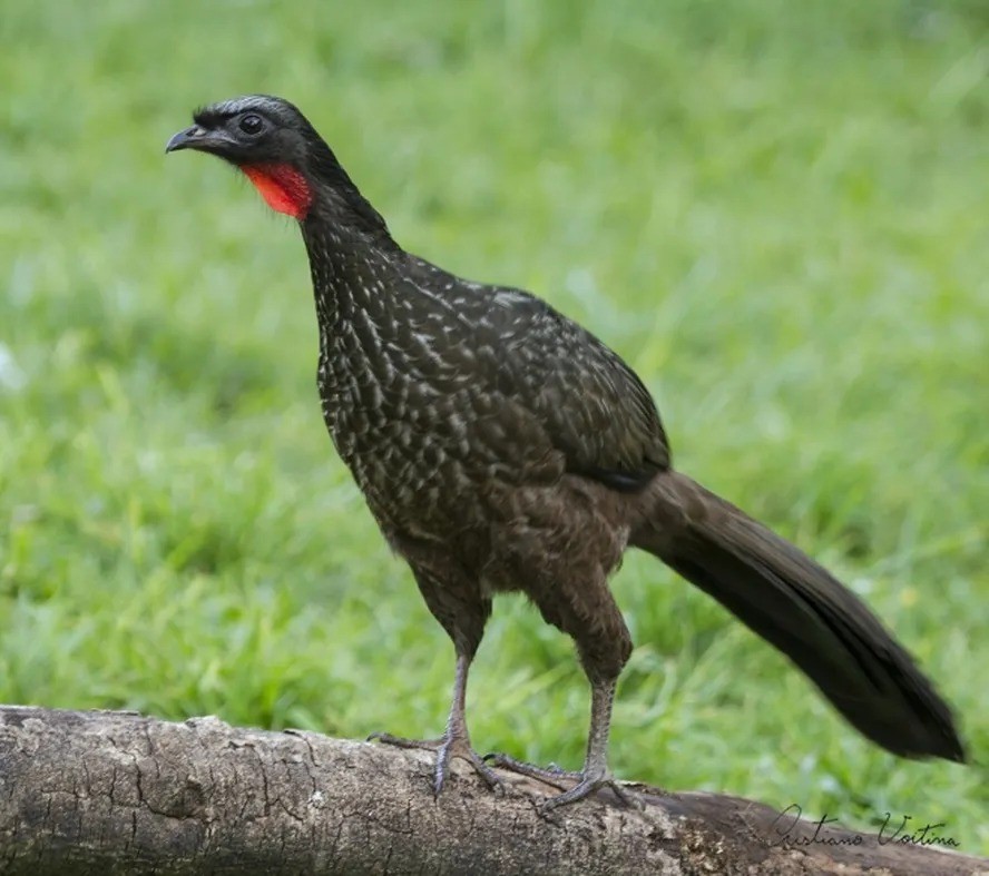 Surfista produz café a partir de fezes de jacu, e grão vira iguaria ...