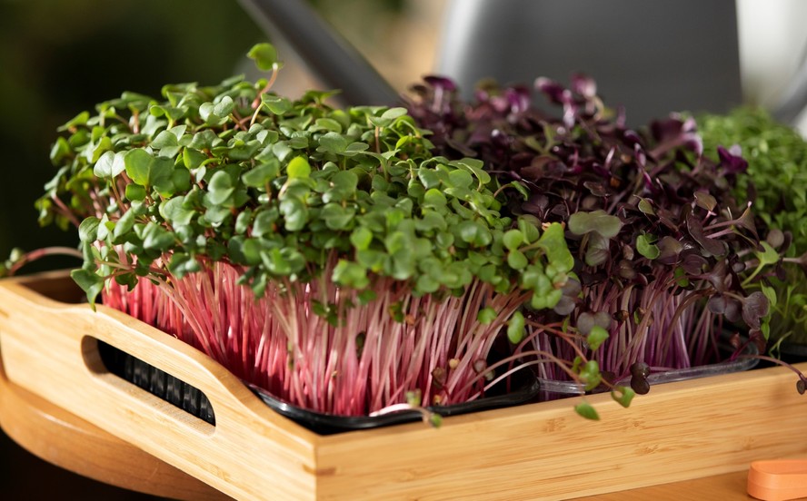 Consumo de “microgreens” cresce e estimula produção em áreas urbanas
