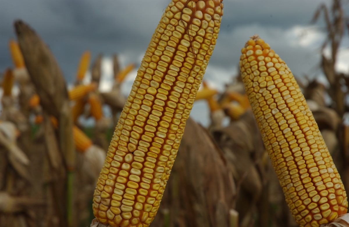 Preço do milho em SP atinge o menor patamar em três anos