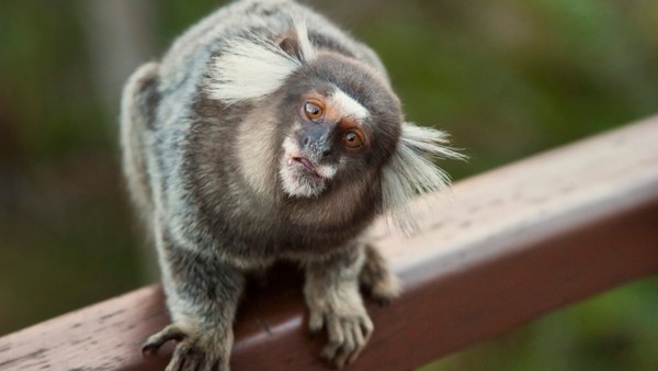 Macaco sagui: saiba como criar a espécie no Brasil