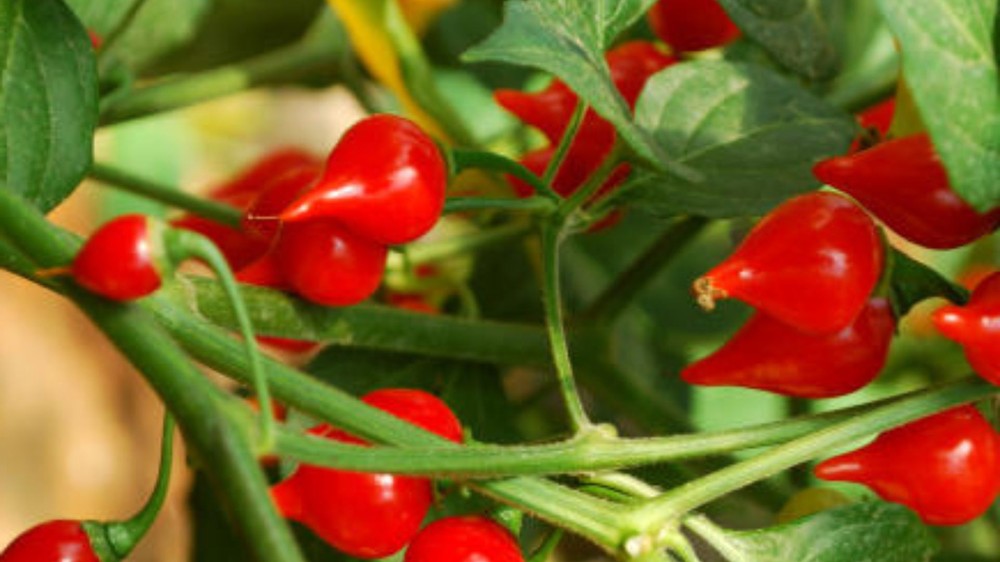 Tipos de pimenta: conheça as variedades mais consumidas no Brasil