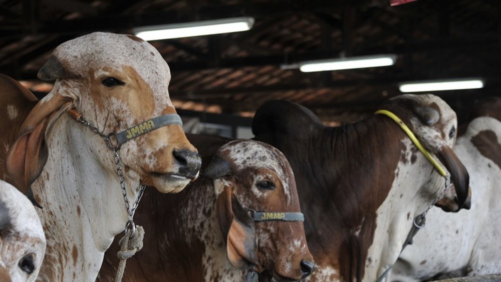 Boi zebu: tudo sobre a raça bovina mais criada no Brasil