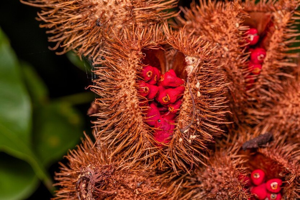Novas descobertas podem otimizar produção de pó de urucum