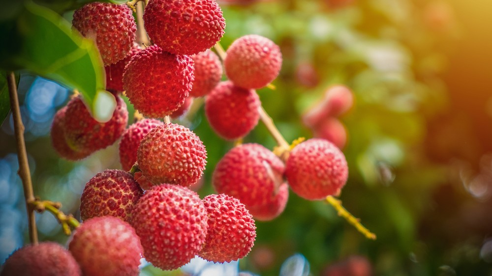 Como plantar lichia a partir do caroço da fruta