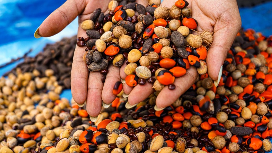 Coleta de sementes gera renda de R$ 10 milhões em sete anos a ...