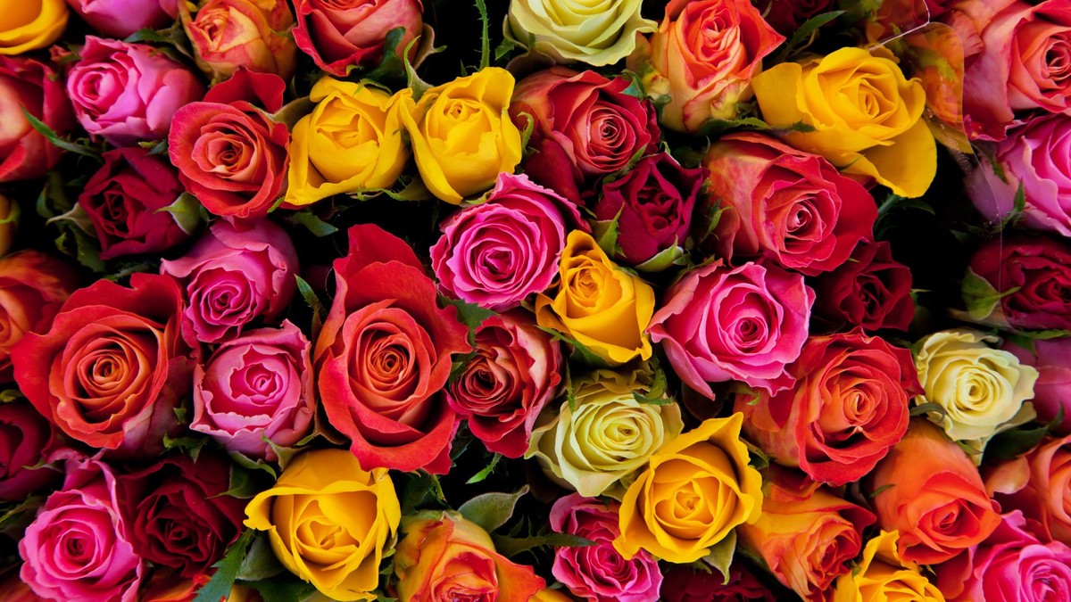 Voo florido: como 60 toneladas de rosas chegaram da Colômbia ao Brasil