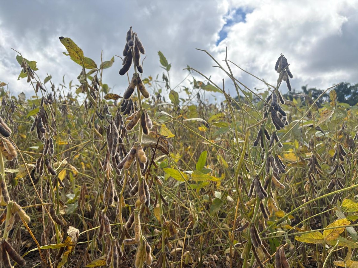 Novo Desenrola Rural quer atingir 800 mil agricultores e amplia ...