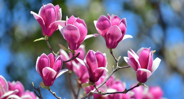 Veja quais são as flores mais cheirosas para perfumar a sua casa
