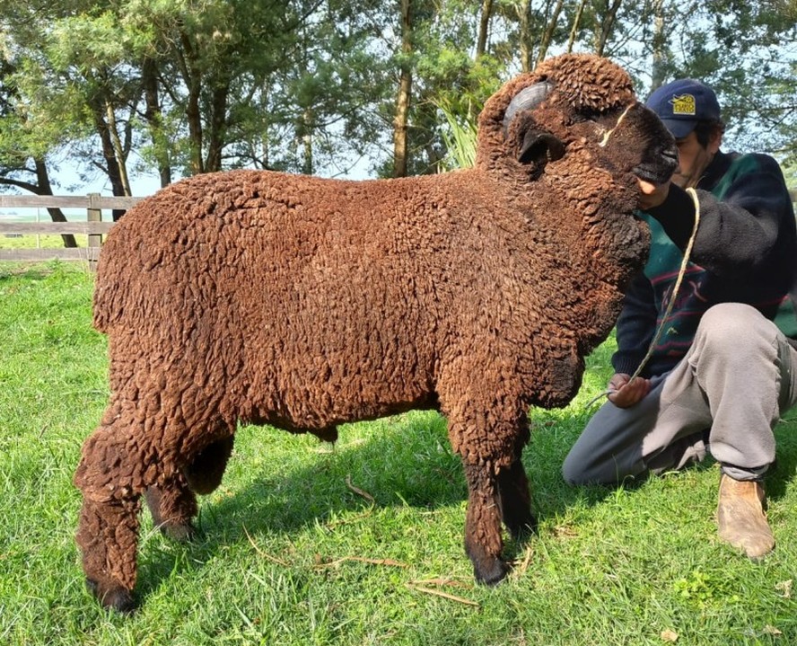 Conheça as novas raças de animais que estarão na Expointer