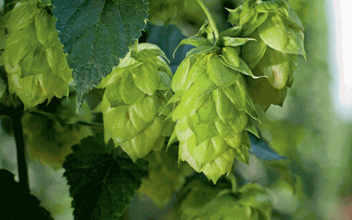 Grupo Petrópolis inicia cultivo de lúpulo em Uberaba (MG)