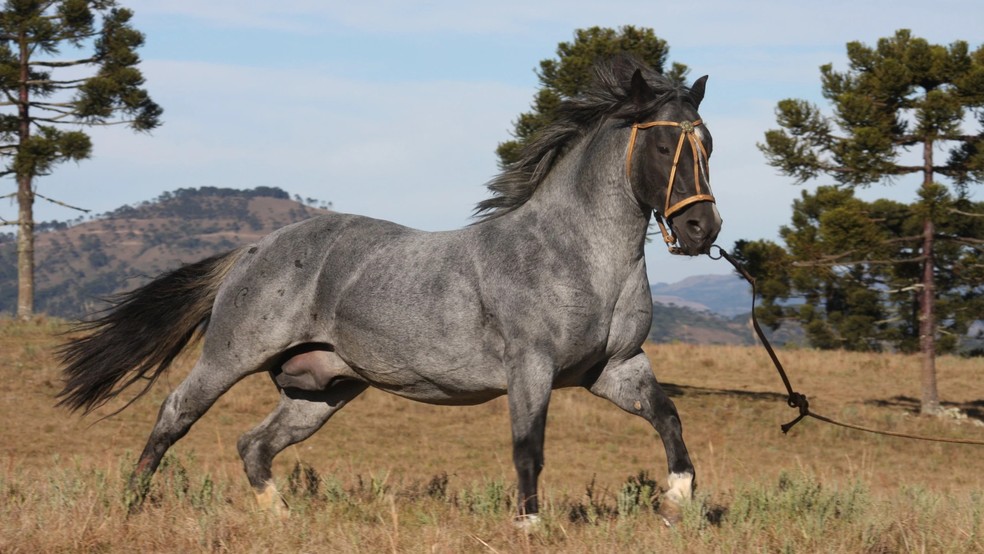 Cavalo Crioulo: a raça rústica e versátil que conquistou o Brasil