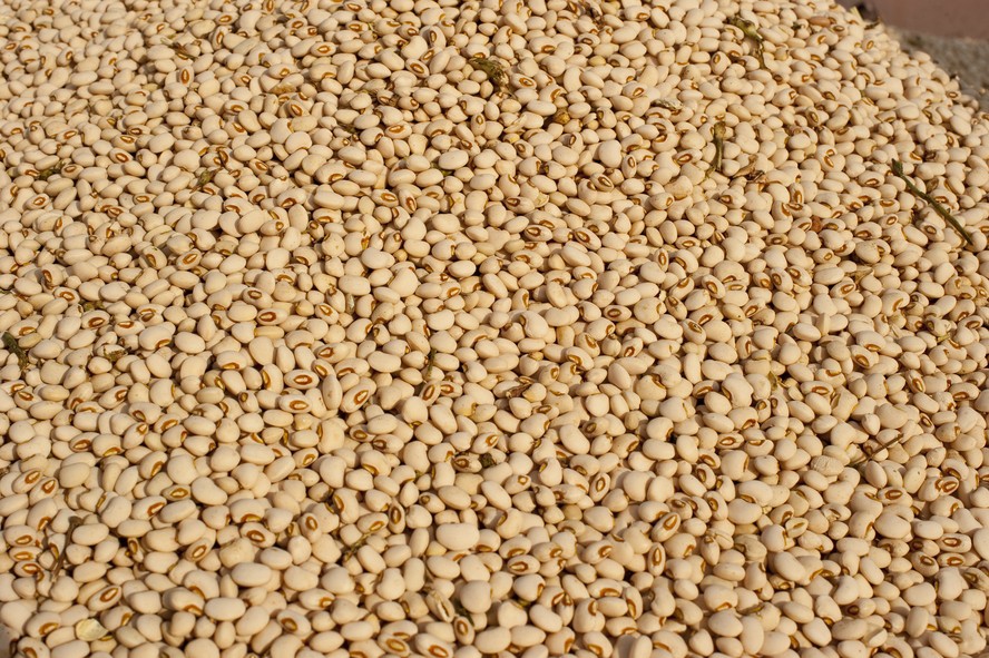 Preço do feijão segue em queda nas regiões produtoras