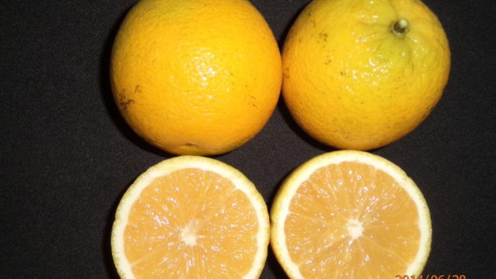 Lista De Tipos De Laranjas