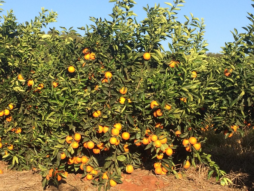 Preço da laranja recua com expectativa de maior colheita nesta safra