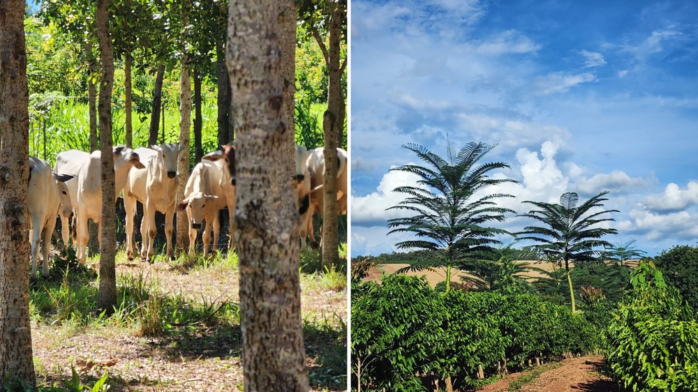 O que é agrofloresta, para que serve e quais as vantagens?
