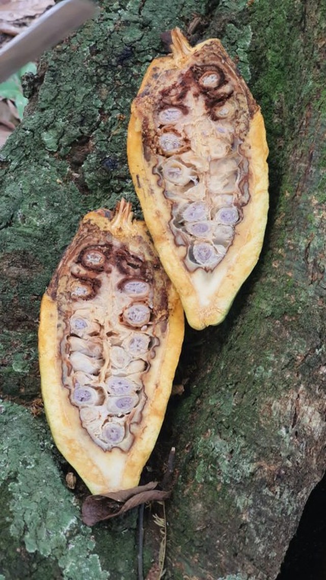 Monilíase no cacau: saiba o que é, como tratar e identificar doença