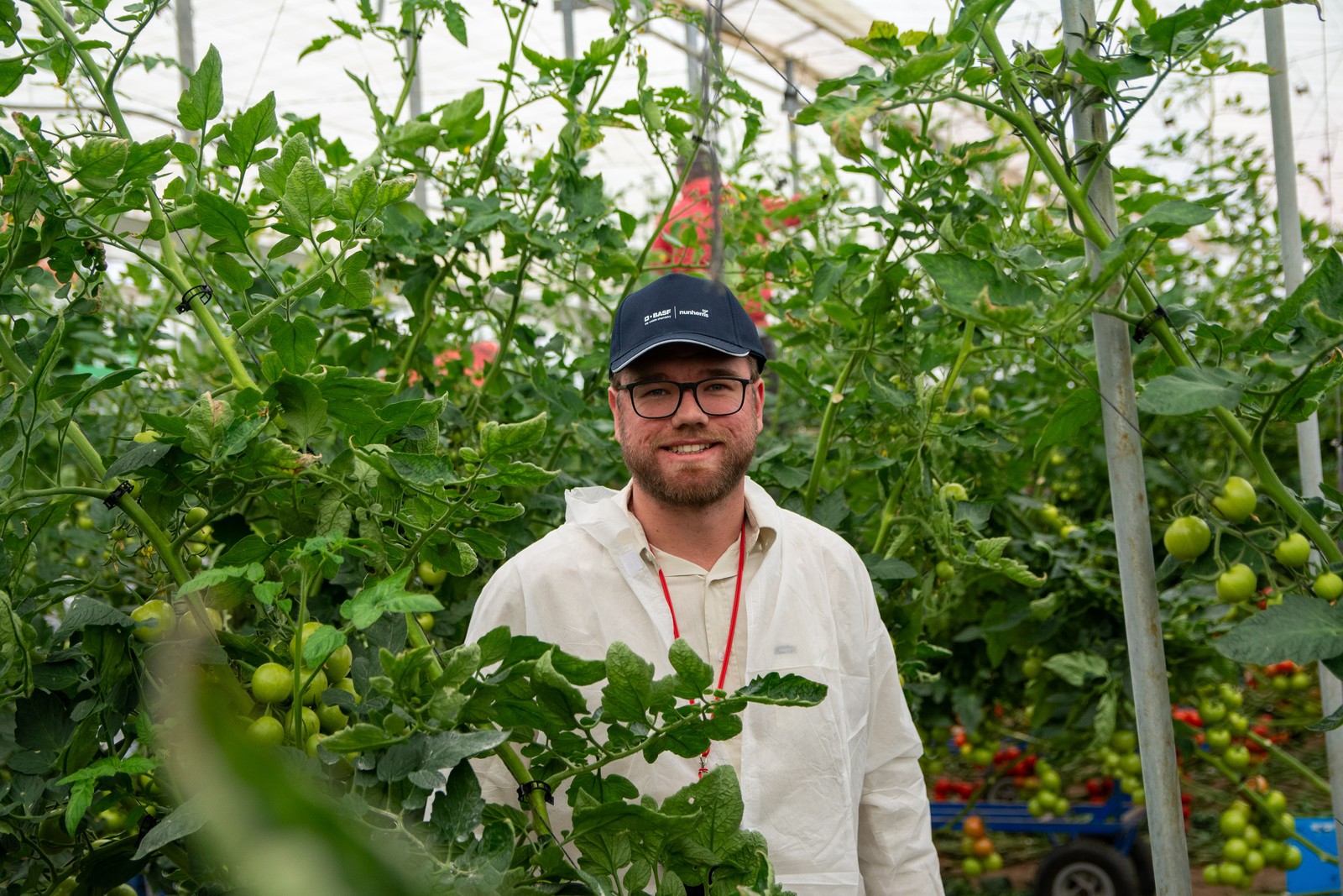 Características de produção aproximam cultivo de tomates do Brasil e da ...