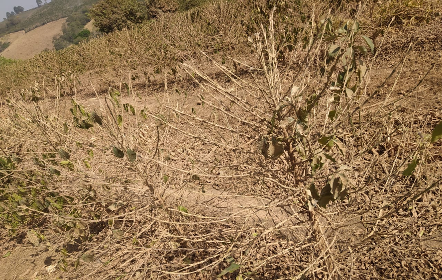 Efeitos da seca na safra 2025/26 preocupam produtores de café