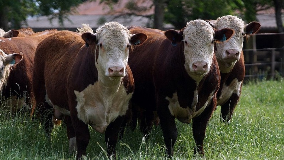 Raças de boi: conheça os principais bovinos para criação