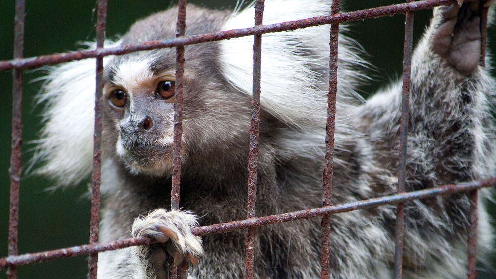 Macaco sagui: saiba como criar a espécie no Brasil