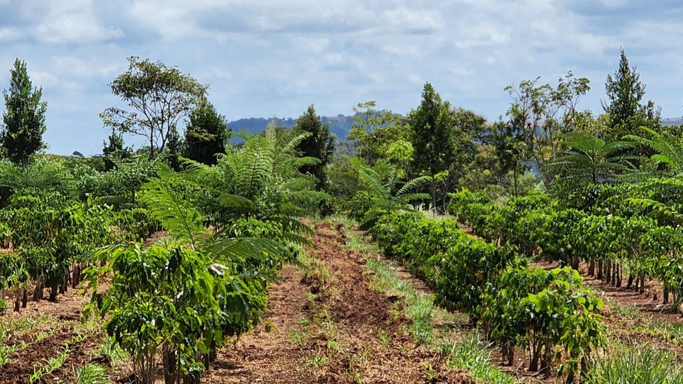 O que é agrofloresta, para que serve e quais as vantagens?