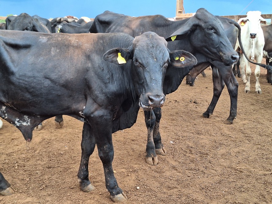 Preço do boi gordo vive ‘queda de braço’, e frigoríficos testam valores ...