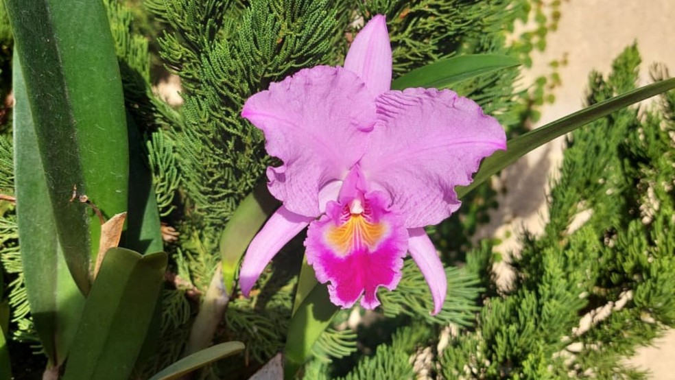'Rainha das orquídeas': conheça mais sobre a cattleya