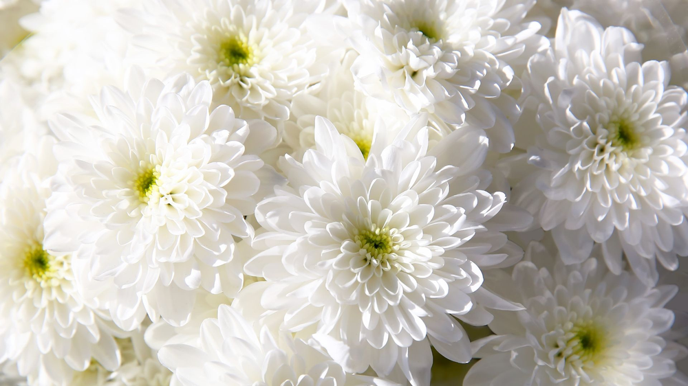 Por que o crisântemo é a flor do Dia de Finados?