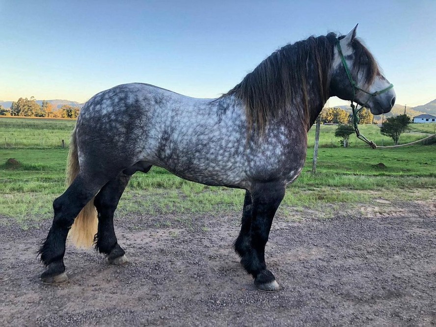 Cavalo ‘gigante’ de 1 tonelada surpreende em feira no RS; veja fotos