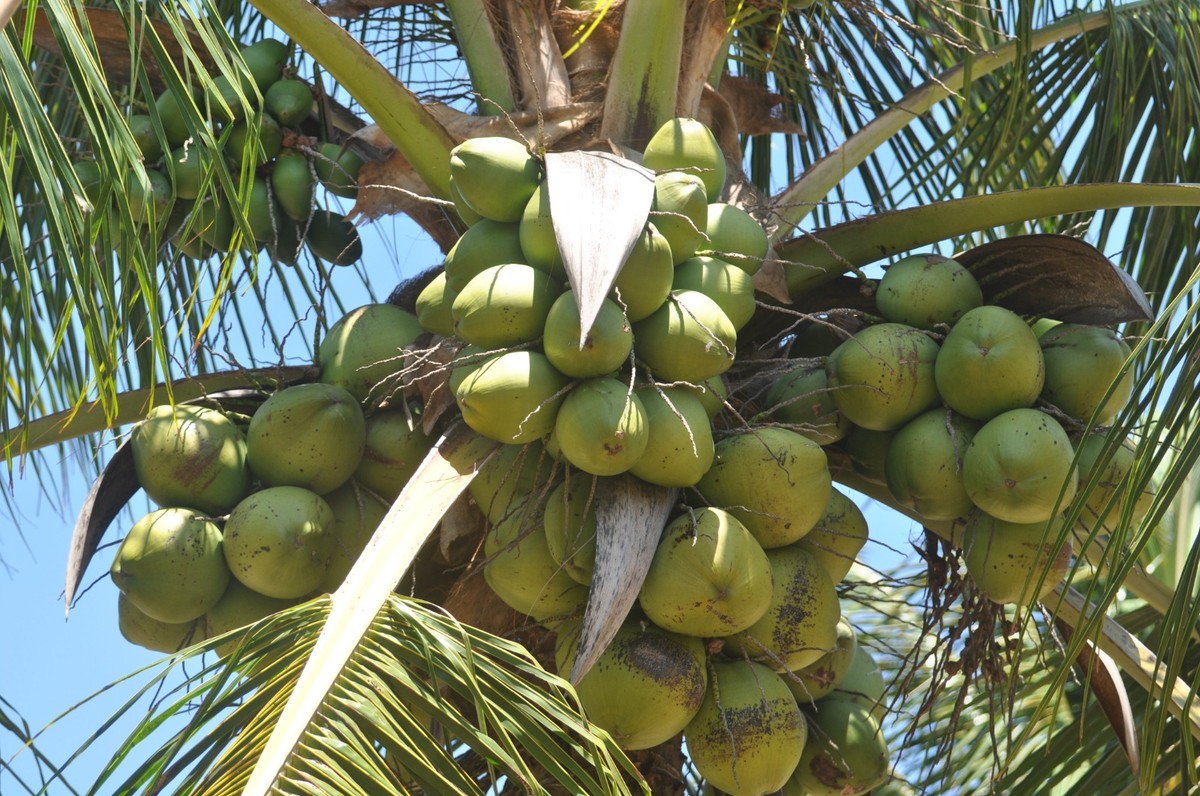 Da praia ao tanque do carro: coco pode virar biocombustível