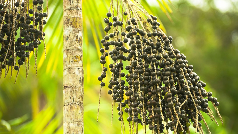 Todo açaí é roxo? Conheça seis curiosidades da fruta brasileira
