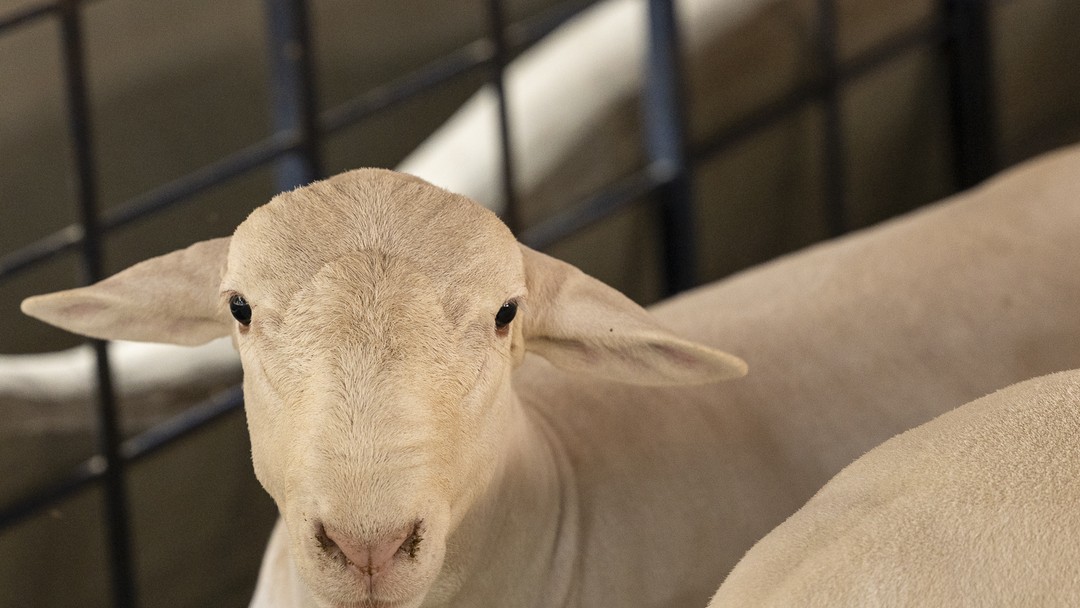 Ovinos | Globo Rural