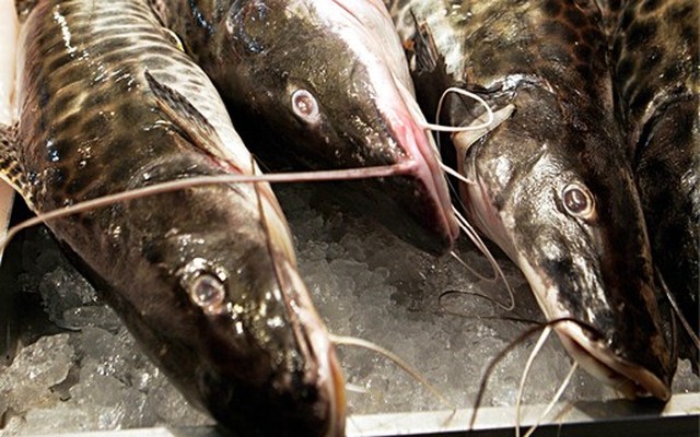 O que é piracema, quando começa e até quando vai