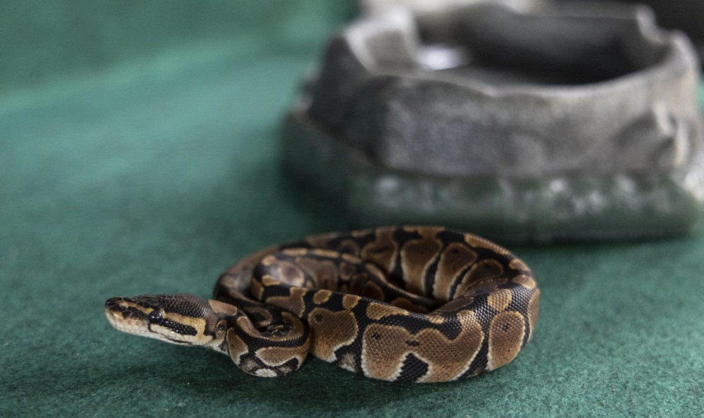 Animais exóticos de até R$ 5 mil e ‘cãoelhos’ chamam atenção em ...