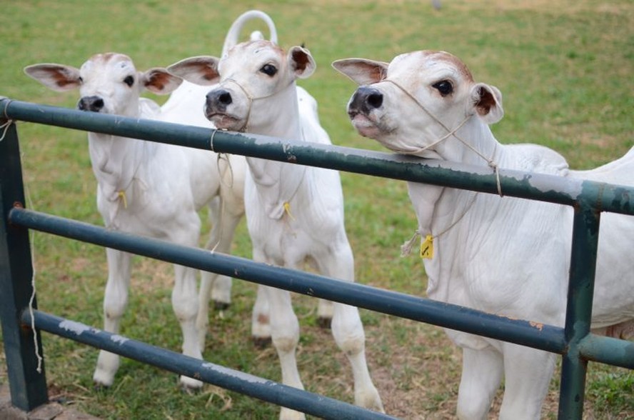 Mais de 700 clones bovinos já foram produzidos no Brasil