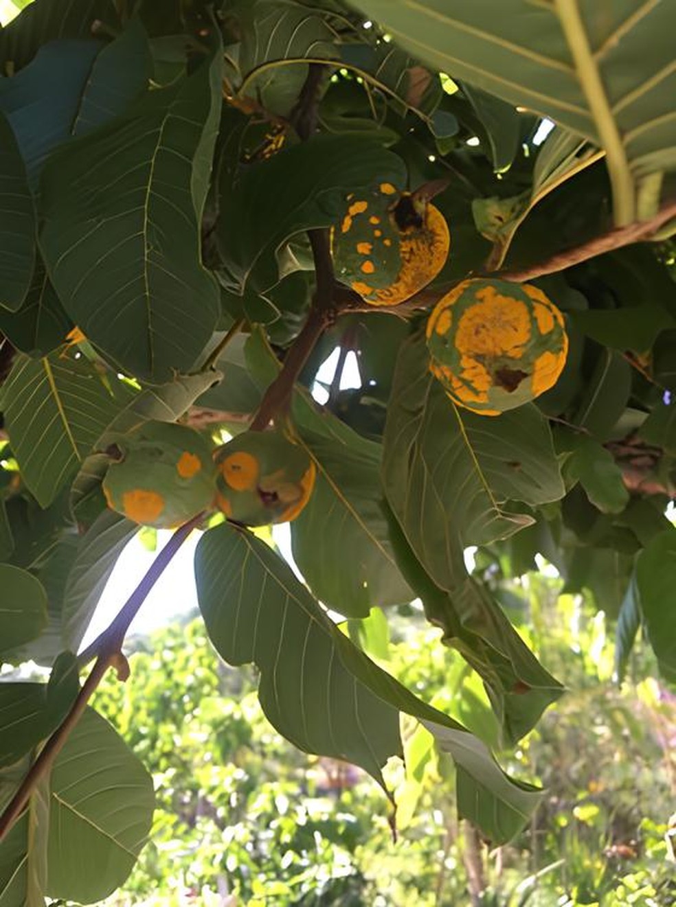 Saiba como proteger a goiabeira de fungos