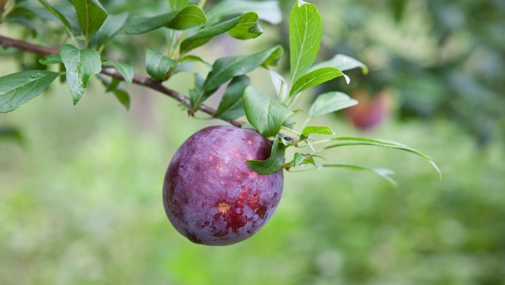 Ameixa faz bem para o intestino; conheça outros benefícios da fruta