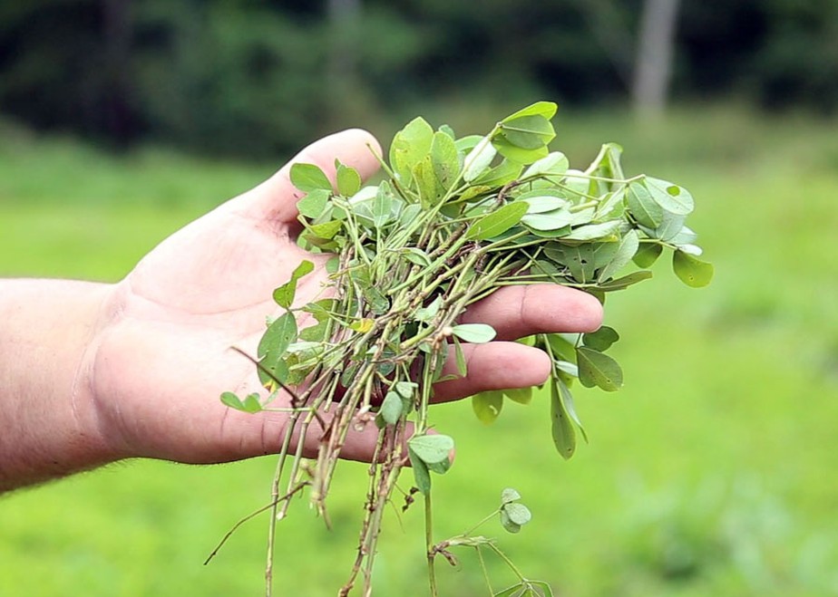 Novo amendoim forrageiro tem mais proteína e produtividade em 3 biomas