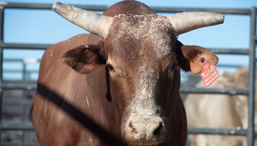 Estrelas da PBR, touros de rodeio vão a leilão em Campo Grande; conheça ...