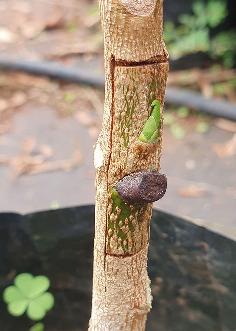 Castanha do Cerrado: a baru pode ser produzida por enxertia