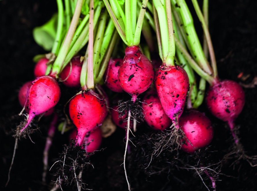 Como plantar rabanete: raiz pode ser colhida em um mês