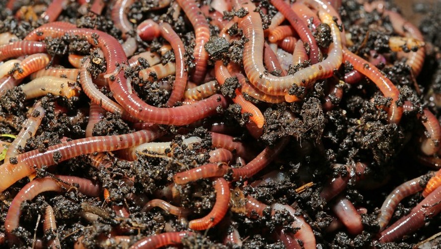 Minhoca tem antena? A gente explica