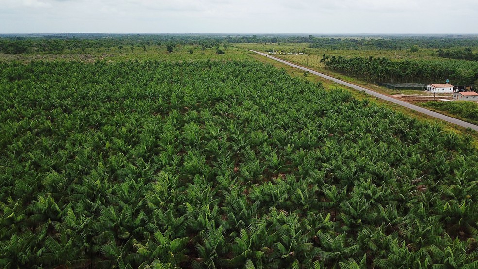 Açaí ganha 1º zoneamento agrícola para ajudar na expansão fora da Amazônia