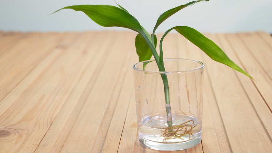 Conheça 10 opções de plantas para cultivar na água