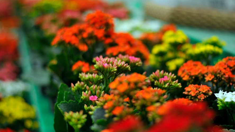 Flor da fortuna: saiba como cuidar da kalanchoe