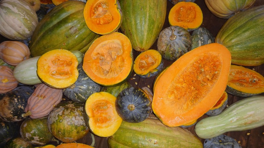 Tipos de abóbora: conheça 11 variedades de jerimum