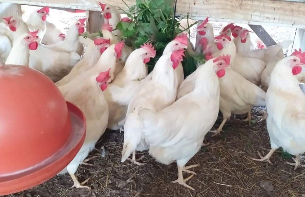 Granja na Bahia investe em ovos produzidos por galinhas livres